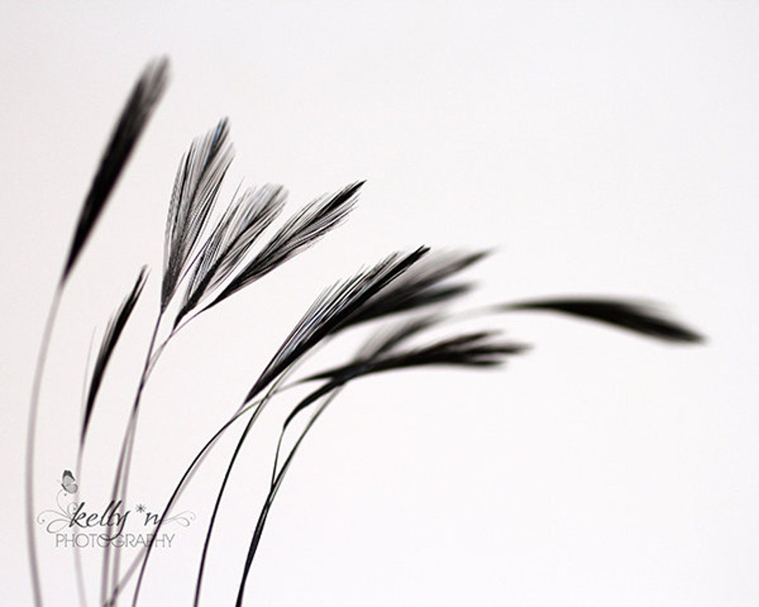 Abstract Feather Photography, Minimalist Art, Black and White ...