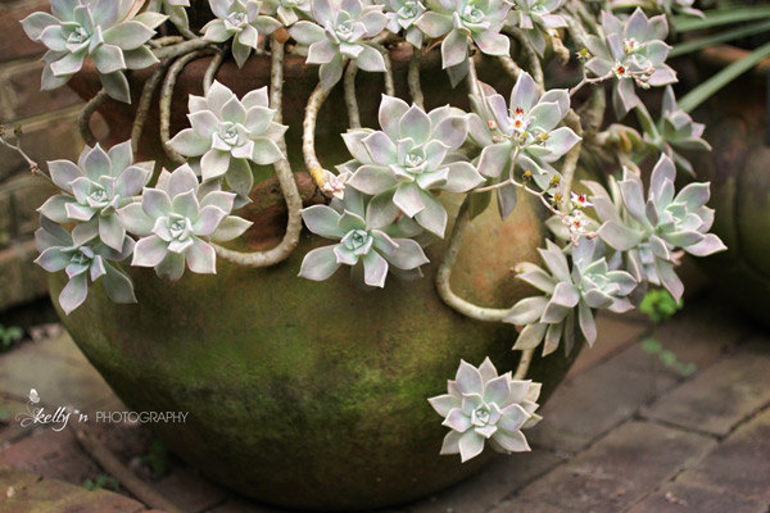 Nature Photography- Flowering Ghost Plant Photo, Plant Photography ...