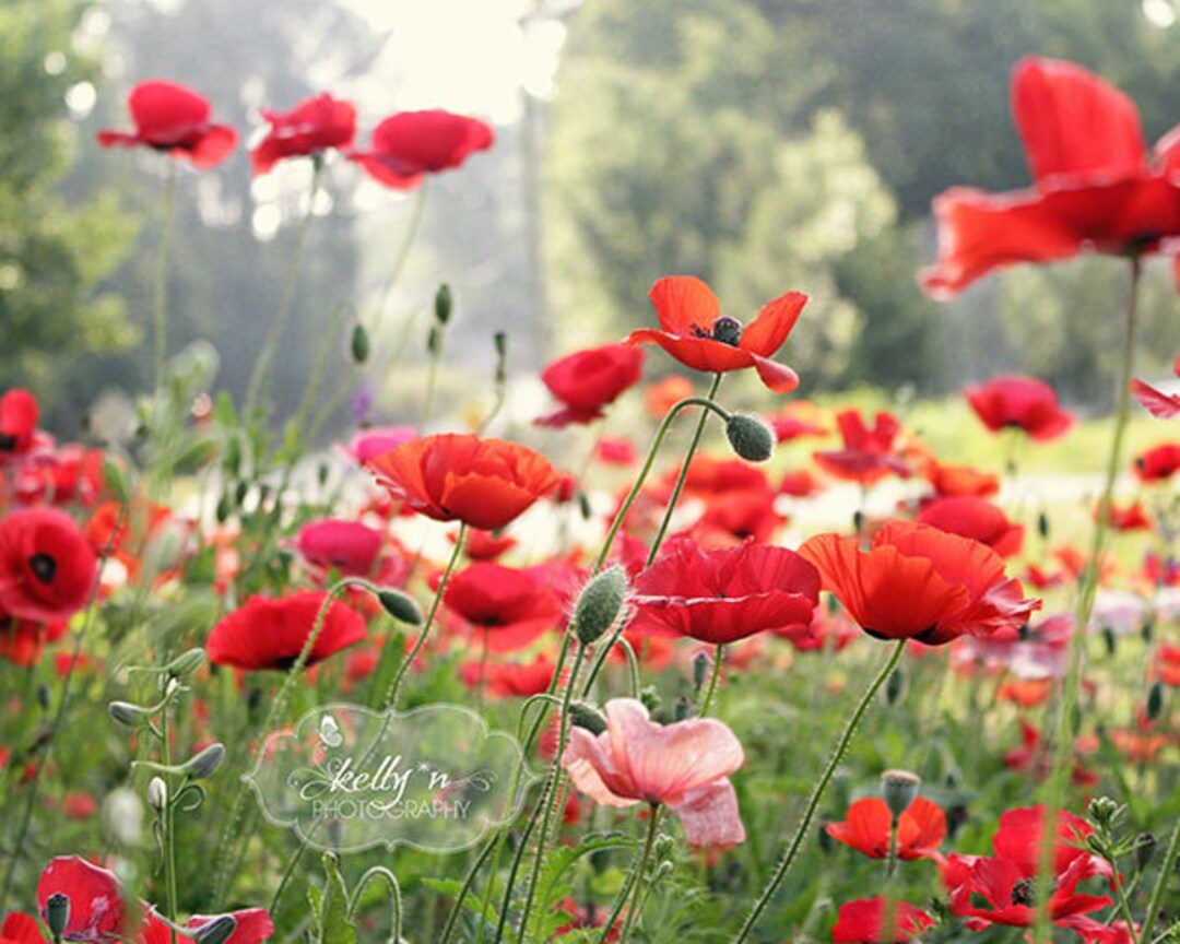 Poppy Photography- Nature Photography, Poppy Flower Photo, Poppy Field ...