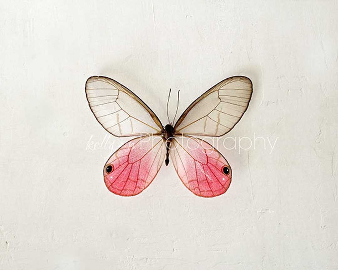 Butterfly Photography- Still Life Photo, Pink Glasswing Butterfly ...