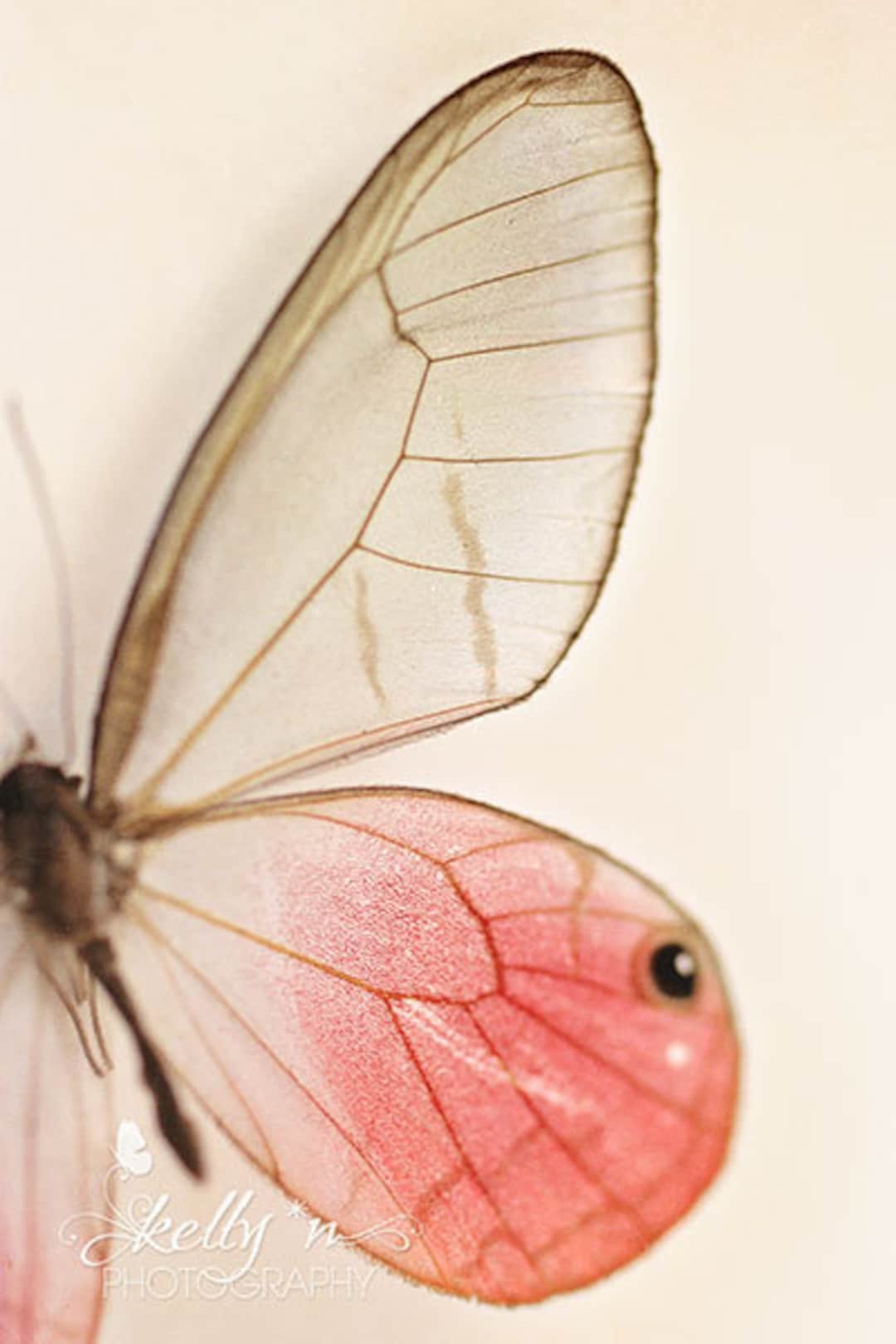 Butterfly Photography- Butterfly Wings Print, Pink Glasswing Photo ...