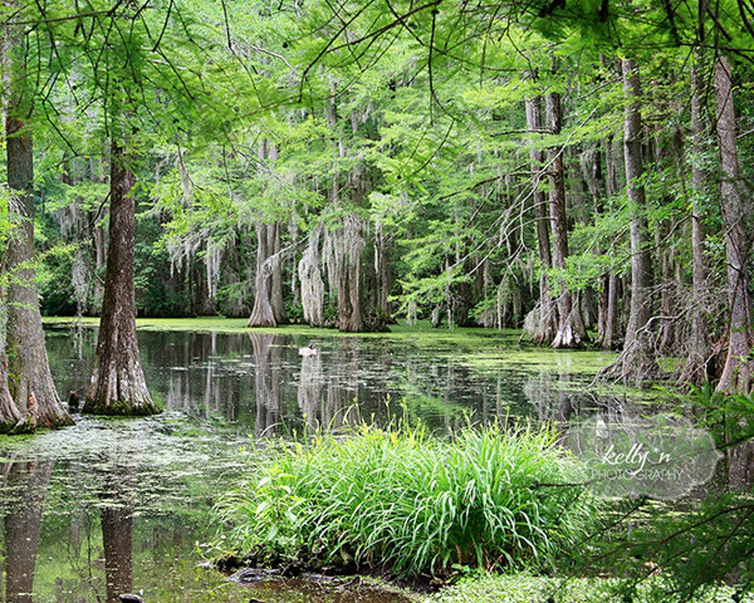 Landscape Photography- Cypress Trees Photograph, Sumter SC, Cypress in ...