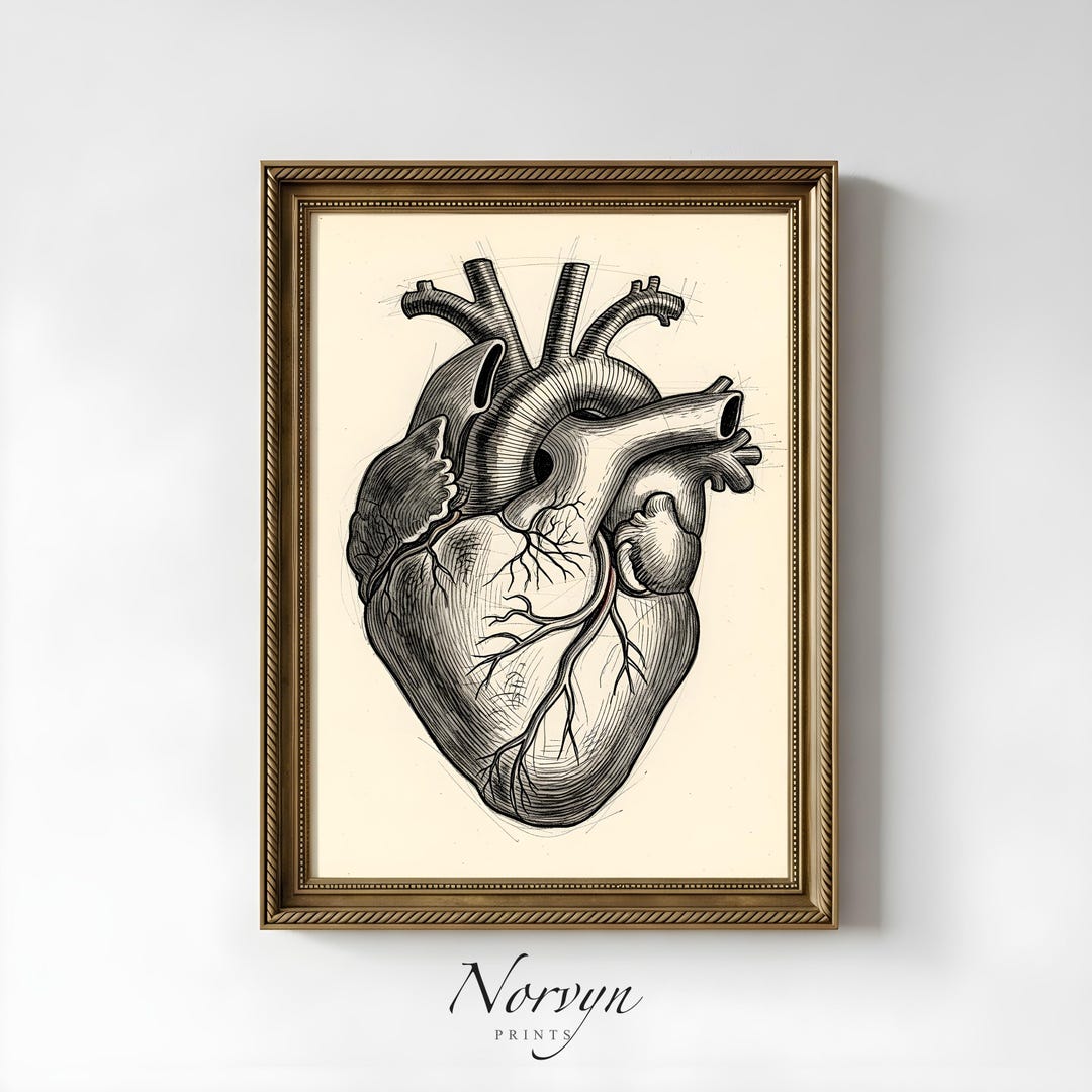 Vintage Anatomical Heart Line Drawing, Medical Pencil Sketch Art Print ...