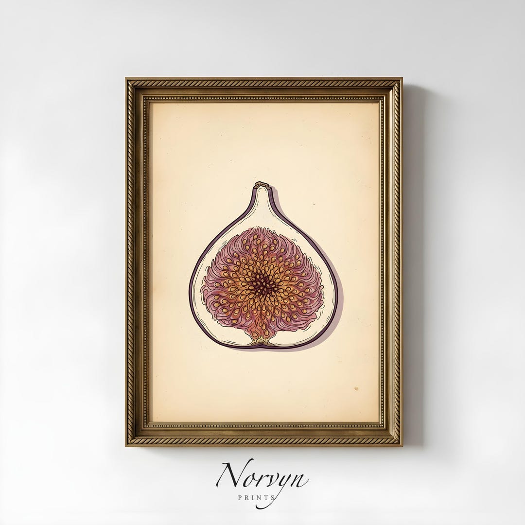 Vintage Fig Cross Section Illustration, Botanical Fruit Anatomy Wall ...
