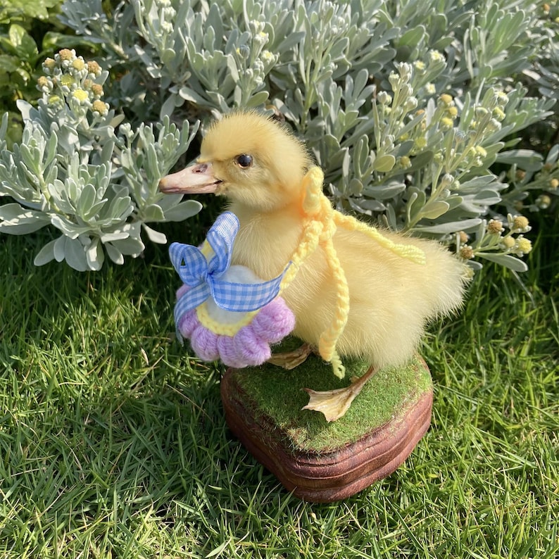 Real Taxidermy Duckling With Decorative Bib on Wooden Base, Ethically ...