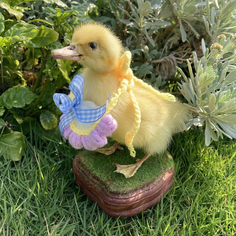 Real Taxidermy Duckling With Decorative Bib on Wooden Base, Ethically ...