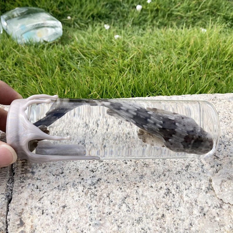 Ethically Sourced Dogfish Shark Wet Specimen Jar | Artificially Bred ...
