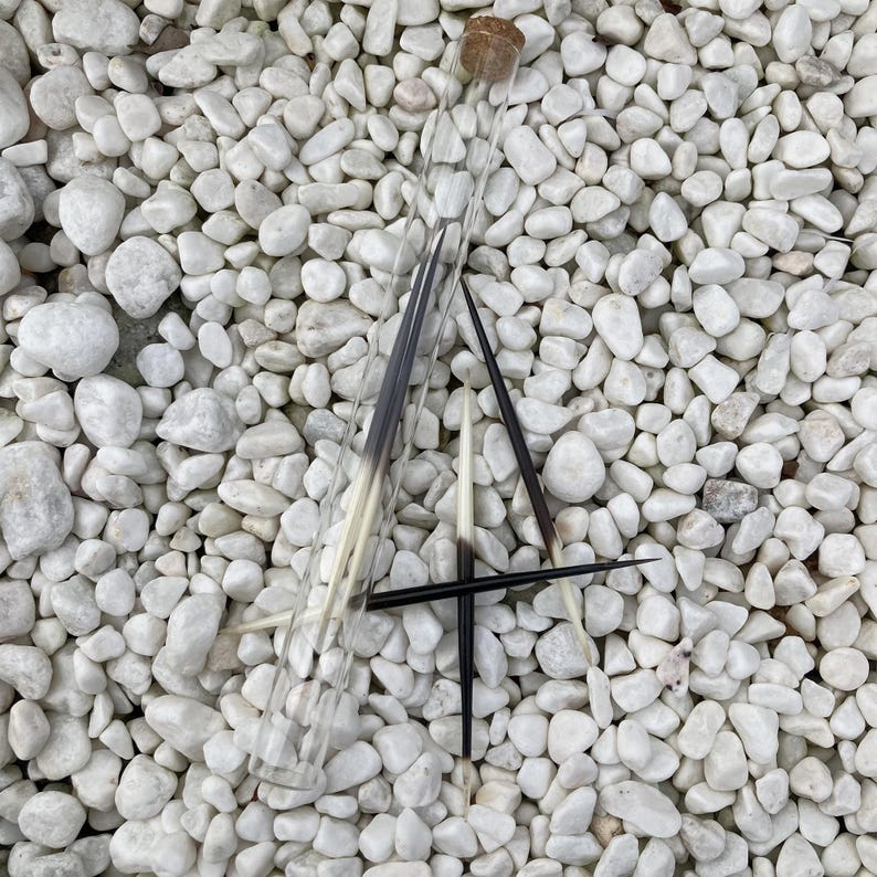 Porcupine Quills Natural Specimen Ethically Sourced Natural Death Quill ...