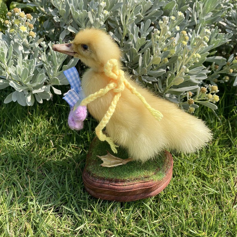 Real Taxidermy Duckling With Decorative Bib on Wooden Base, Ethically ...