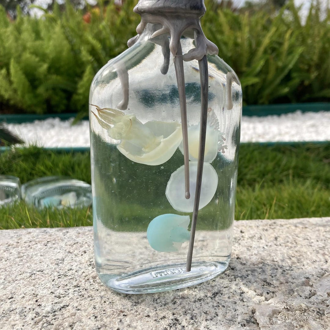 Papuan Jellyfish Wet Specimen | Real Ethically Sourced Jellyfish ...