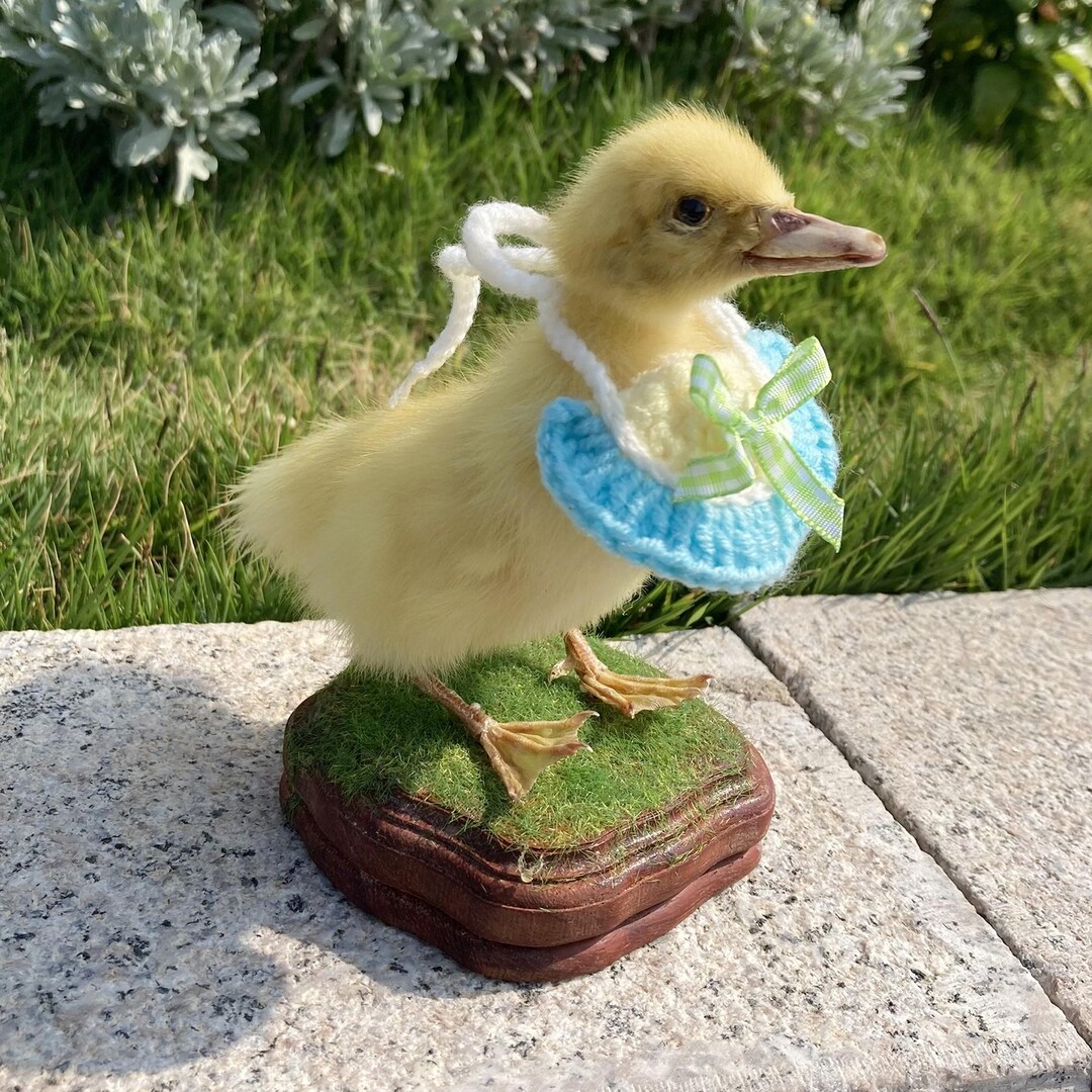 Real Taxidermy Duckling Specimen on Wooden Base, Ethically Sourced ...