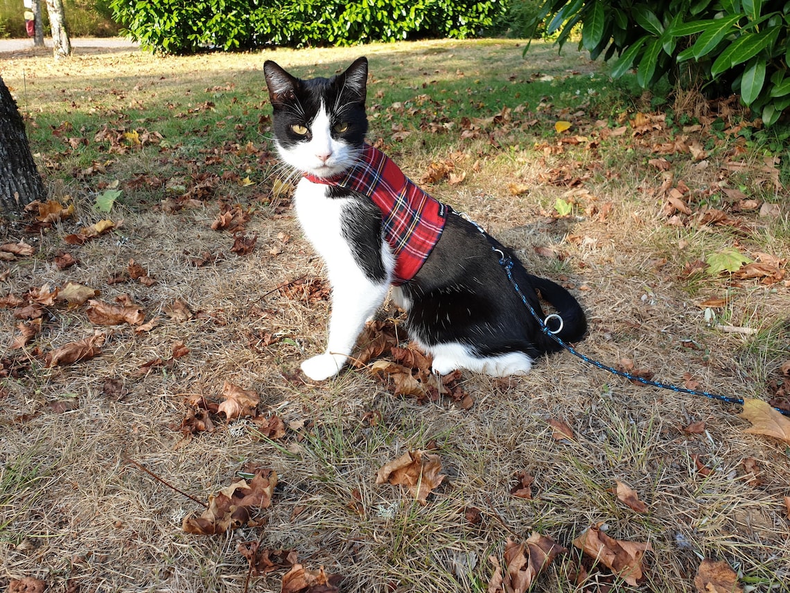 Mynwood Cat Walking Jacket Harness Vest All Tracked Shipping - Etsy