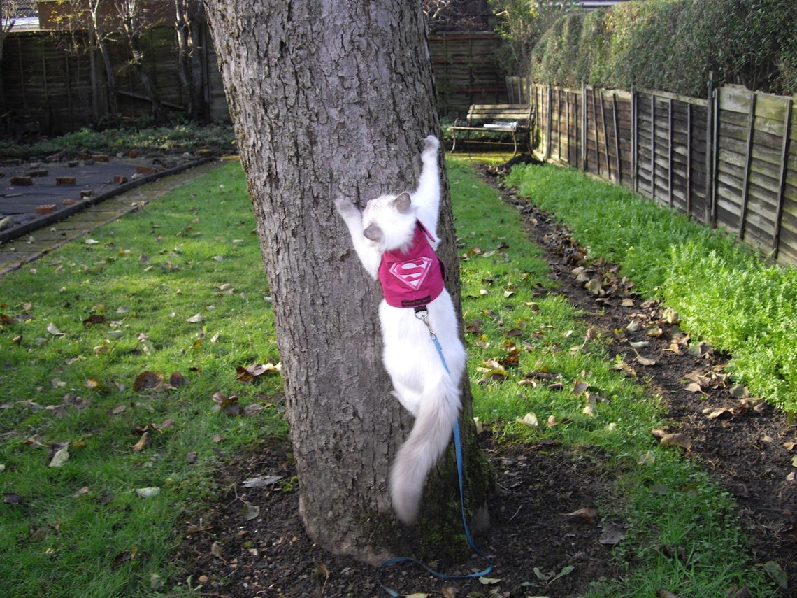 Mynwood Cat Walking Jacket Harness Vest Supergirl All - Etsy