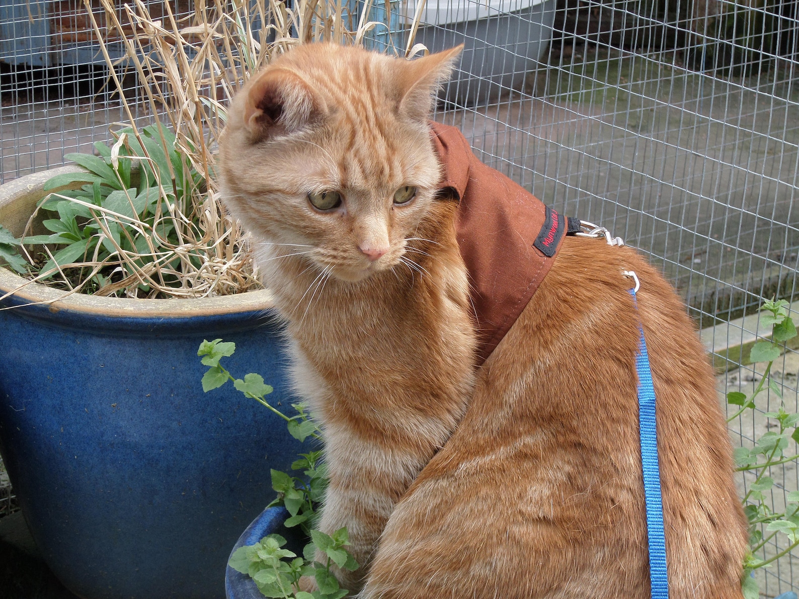 Mynwood Cat Walking Jacket Harness Vest All Tracked Shipping - Etsy