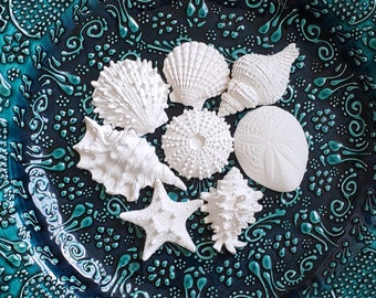 Sea Shell Diffuser | Etsy