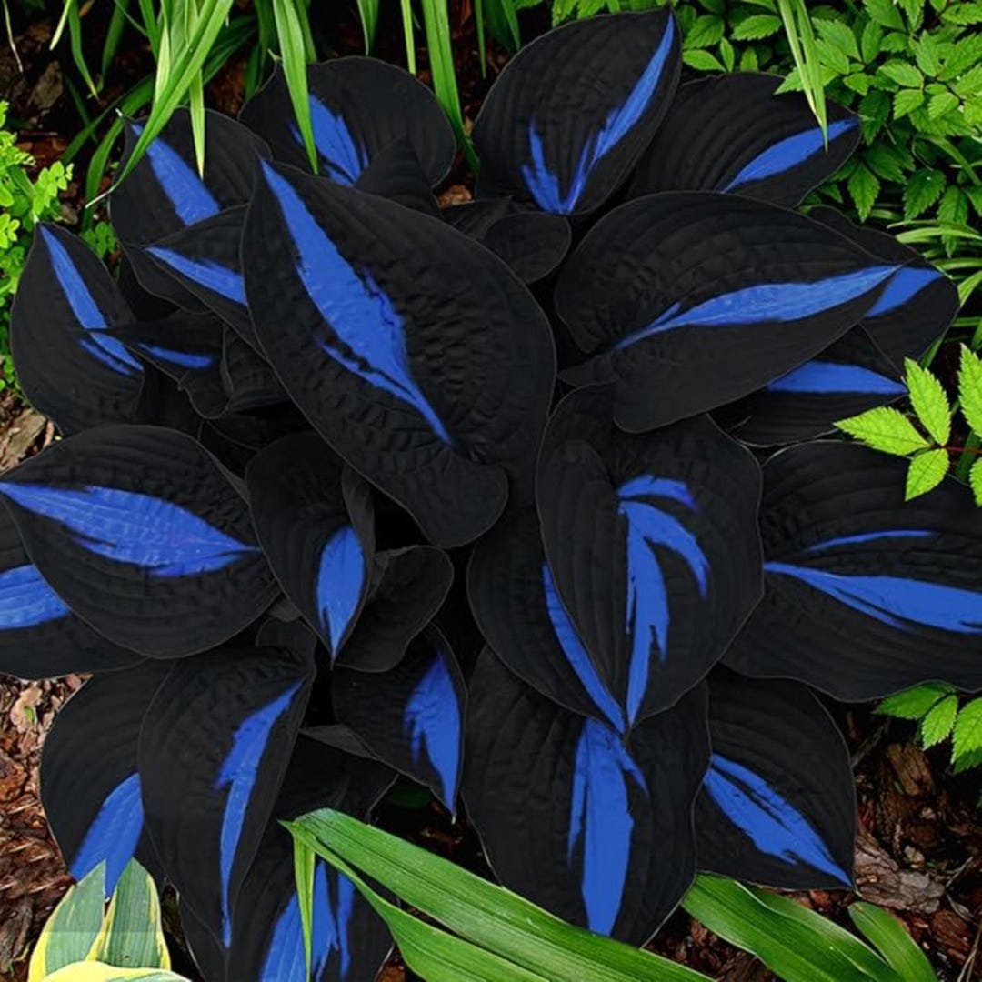 450+ Mixed Blue & Black Hosta Seeds | Rare Perennial Garden Plant - Etsy