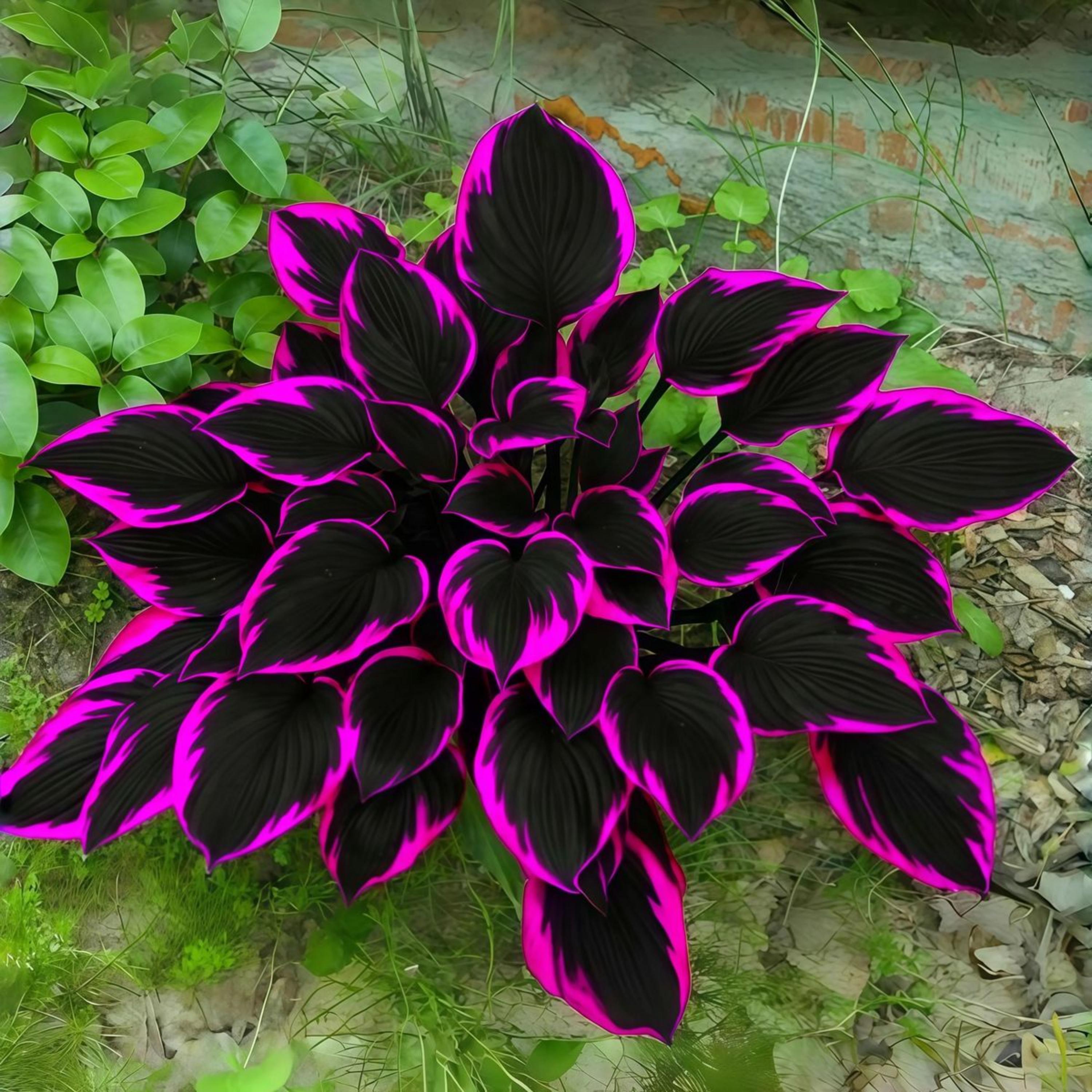 Pink Black Hosta Seeds – Heart-shaped Leaves – Exotic Shade Garden ...