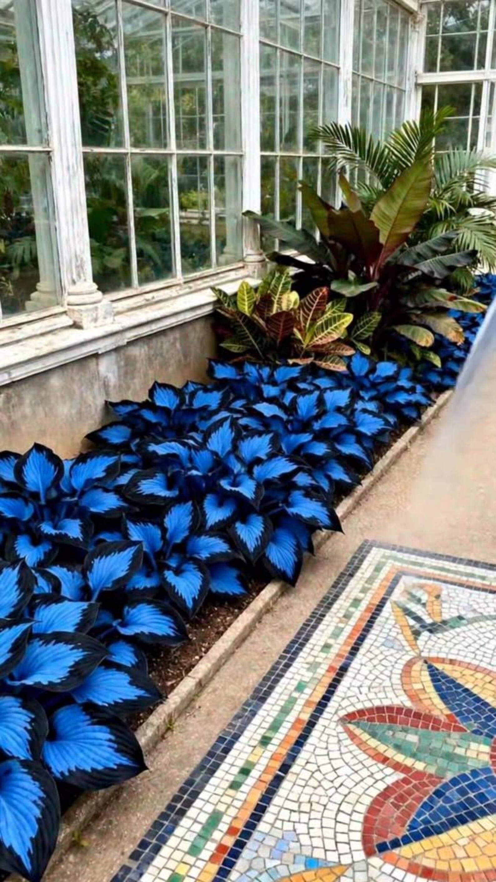 Blue Black Hosta Seeds – Heart-shaped Leaves – Exotic Shade Garden ...