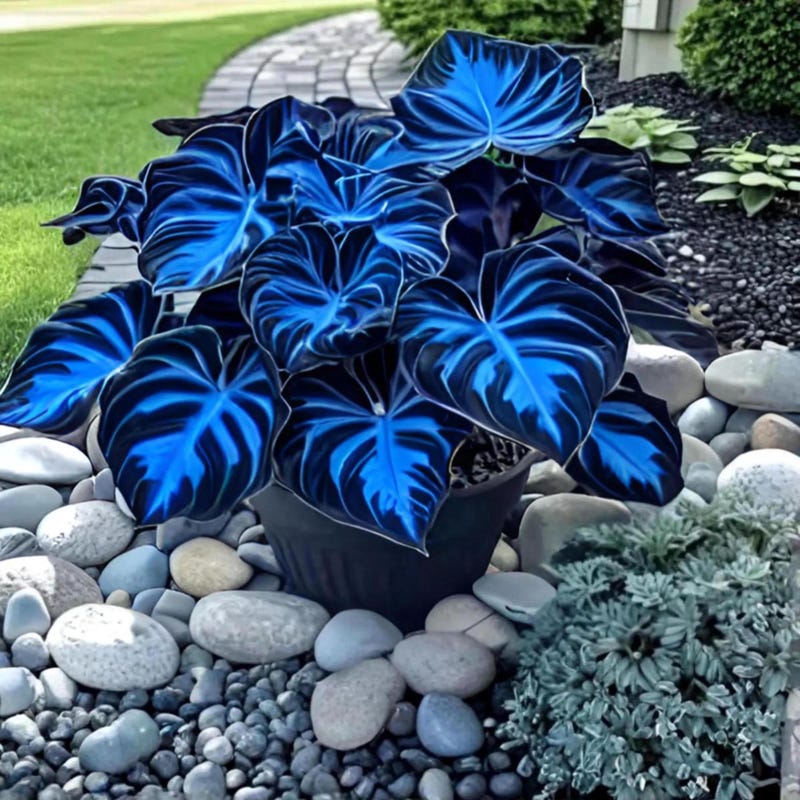 Blue and Black Hostas - Etsy