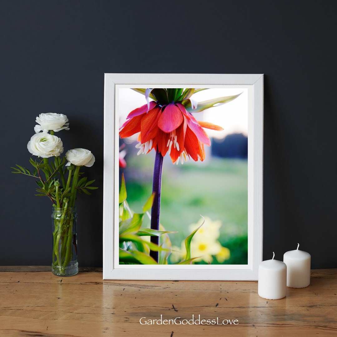 Red Crown Imperial Flower Fine Art Photography Print, Instant Digital ...