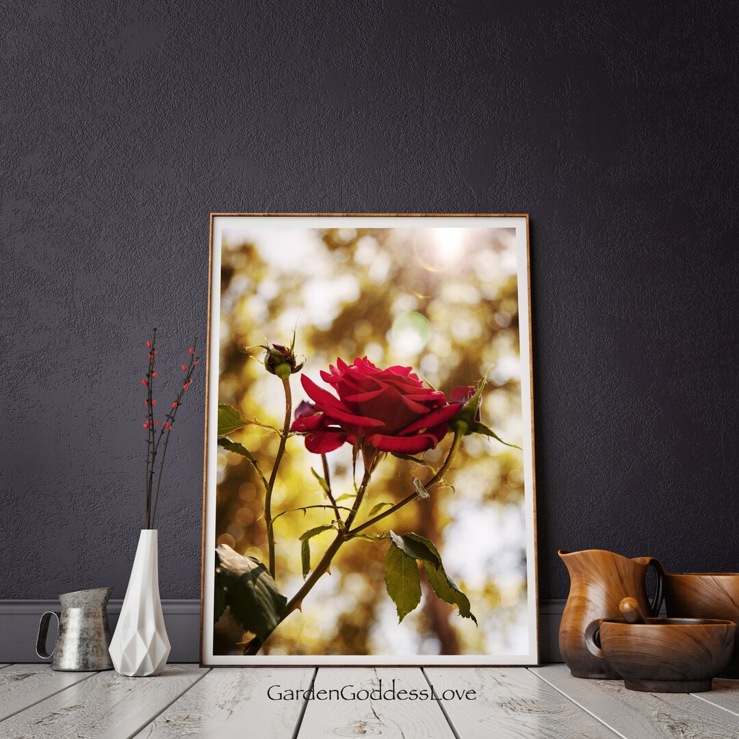 Red Rose Beauty, Fine Art Rose Photography Print, Instant Digital ...