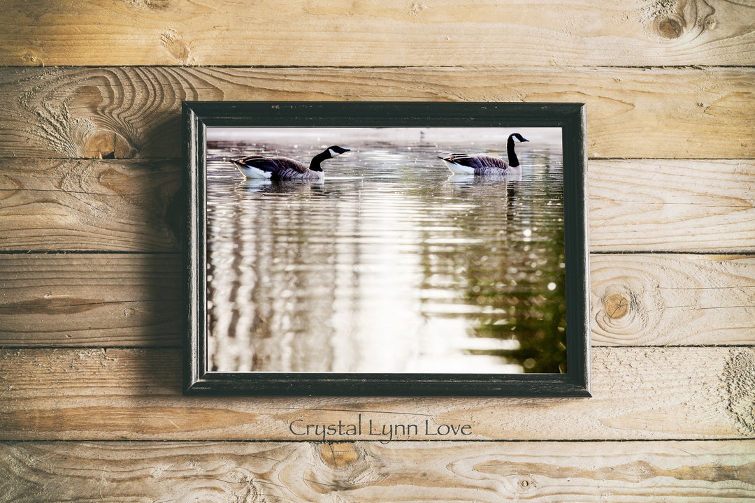 Goose Duo Nature Reflection Water Instant Digital Download Photography ...