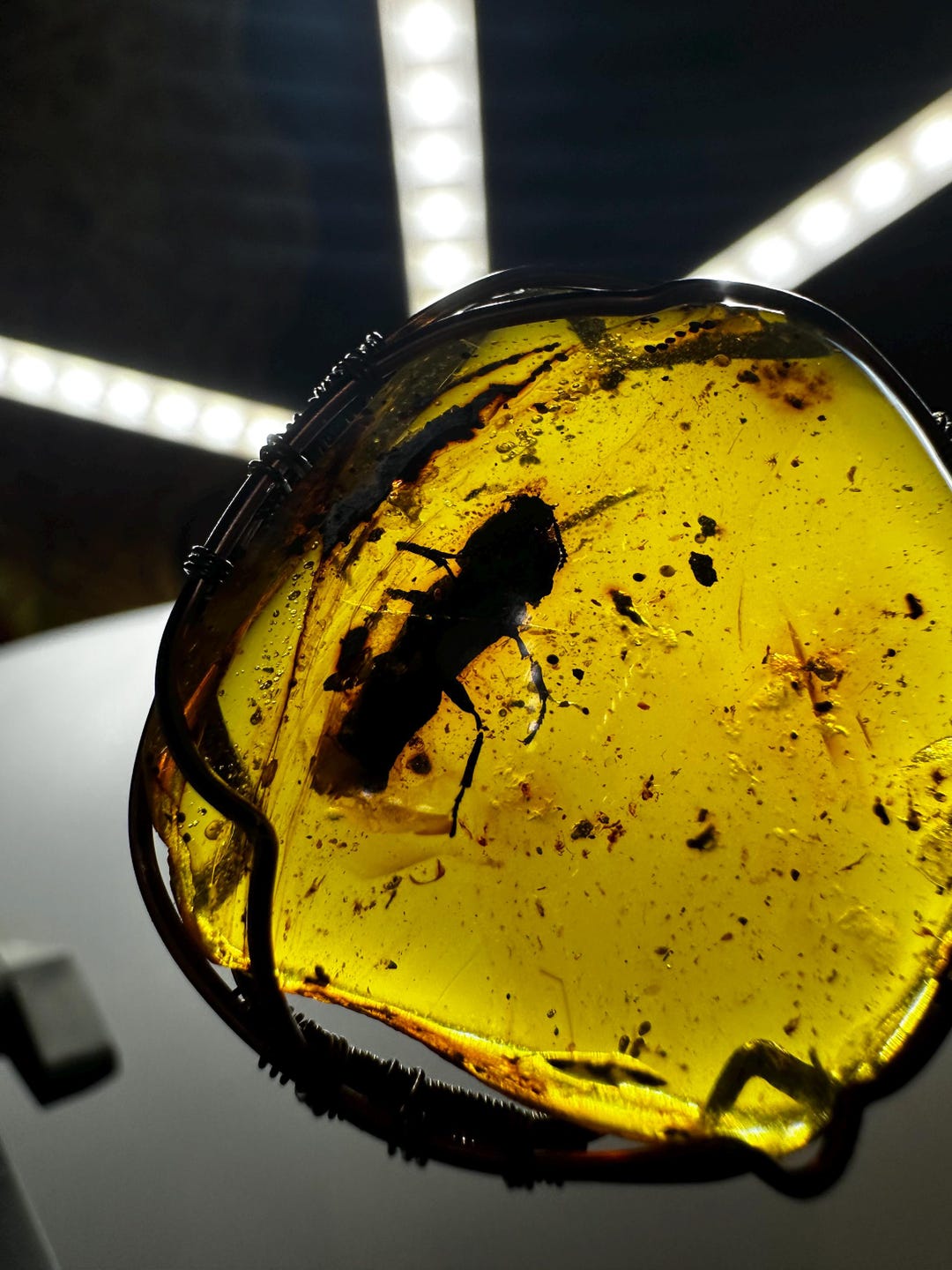 Large Roach Beetle in Burmese Amber Necklace – Genuine Insect Inclusion ...