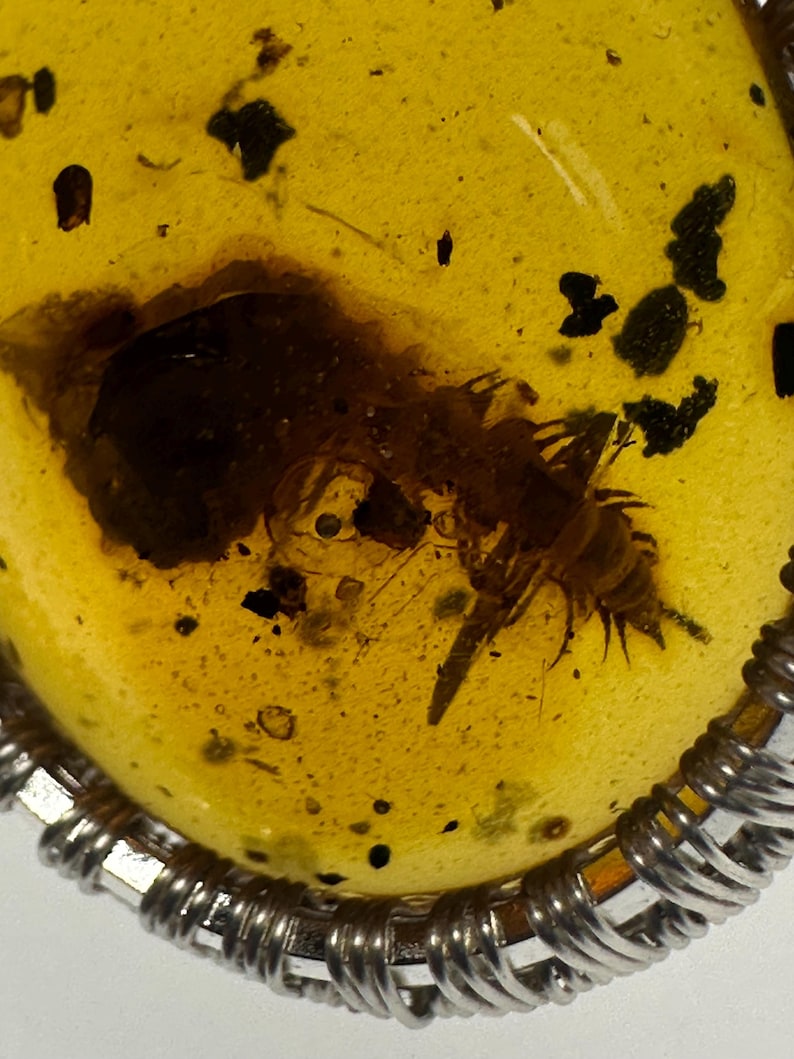Burmese Amber Coiled Millipede Necklace, Wire Wrapped Fossil Pendant - Etsy