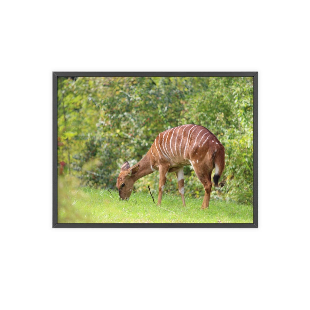 Nyala Antelope Poster With Wooden Frame | Wildlife Wall Art, Safari ...