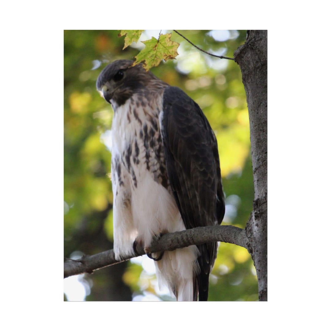 Red-tailed Hawk Photography Poster | Rolled Poster, Nature Wall Art - Etsy
