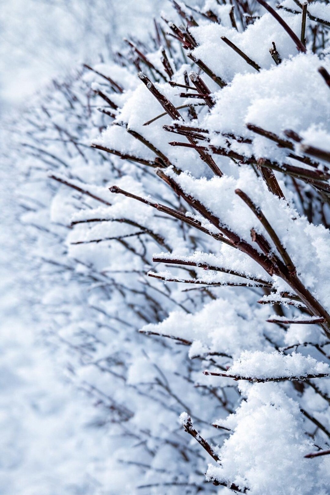 Quiet Winter Morning Wall Art — Minimal Snowy Branch Nature Print for ...