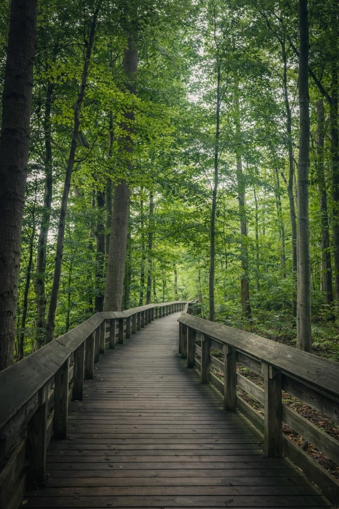 Wooden Boardwalk Through Green Forest Trees | Digital Download ...