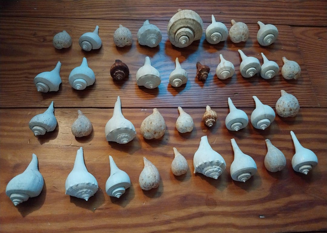 Variety of Small Whelk Seashells - Etsy