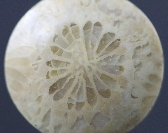 Antique White Fossil Coral Coin Shape Round Cabochon Petoskey Stone ...