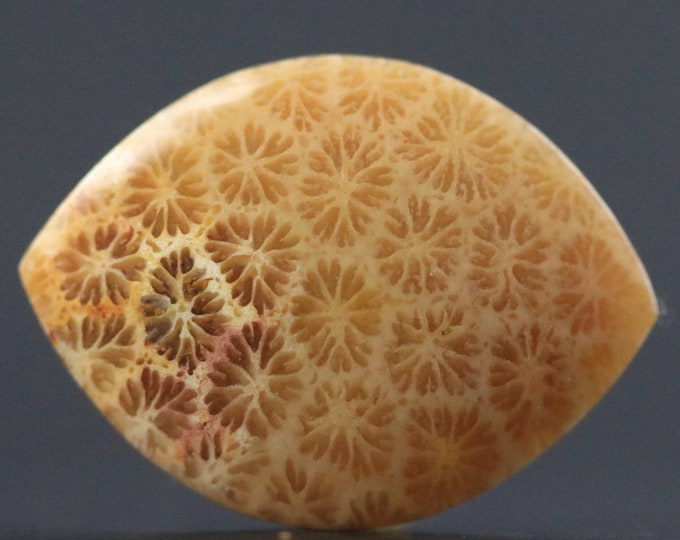Marquis Fossilized Ocean Coral Fossil Specimen Natural Gemstone 20MM ...