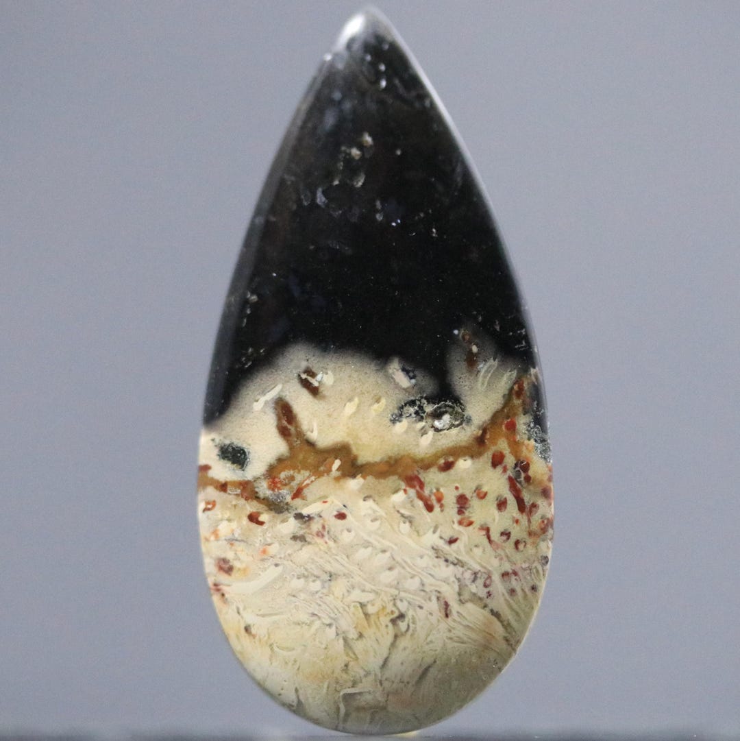 Palm Root Gem Fossil Natural Black and Light Brown Cabochon Slightly ...