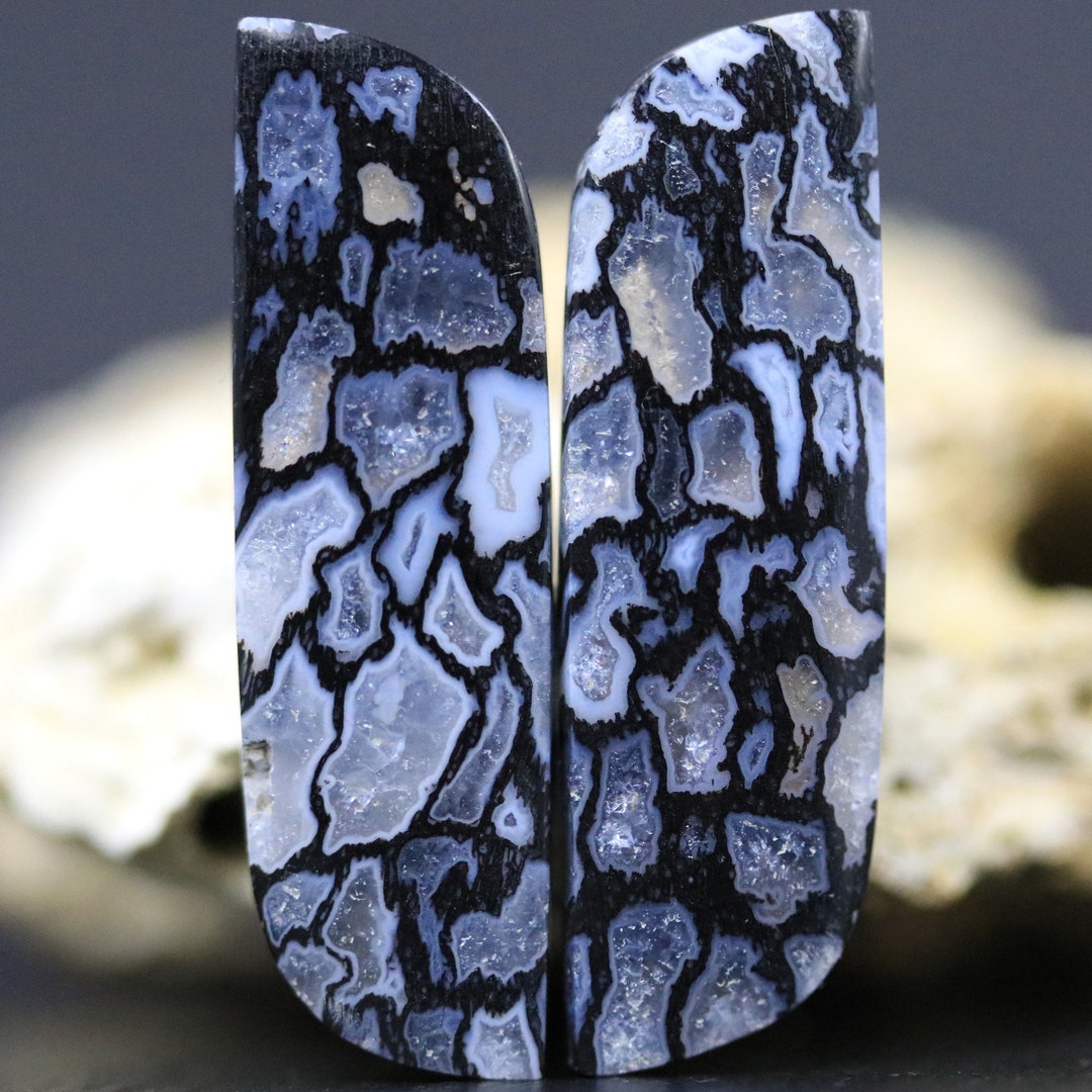 Gembone Dinosaur Fossil Pair Black and White Specimen Earring Polished ...