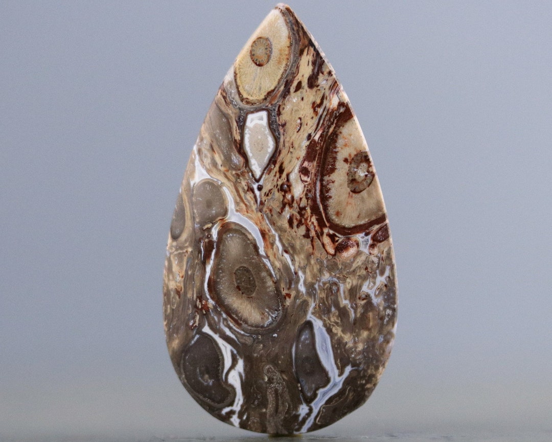 Palm Tree Root Gemstone Petrified Wood Birds Eye Agate Cabochon Natural ...