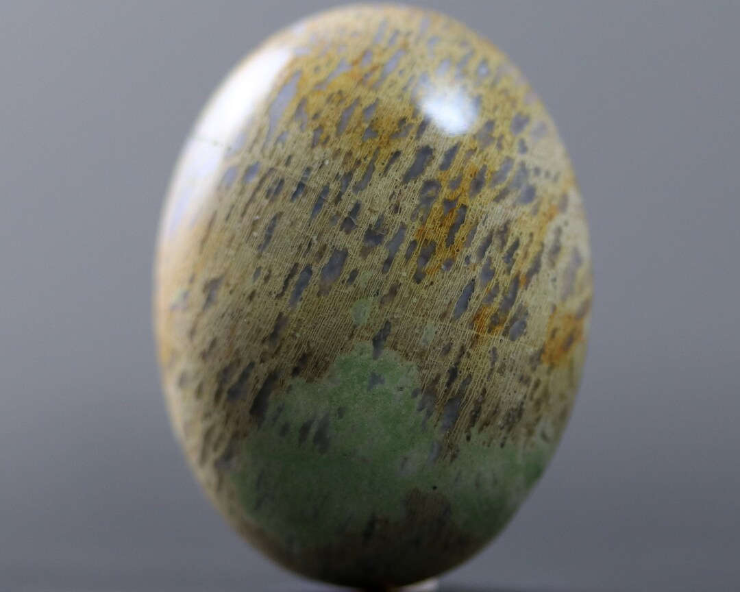 Fossilized Dinosaur Bone Prehistoric Mineral Specimen Ancient - Etsy