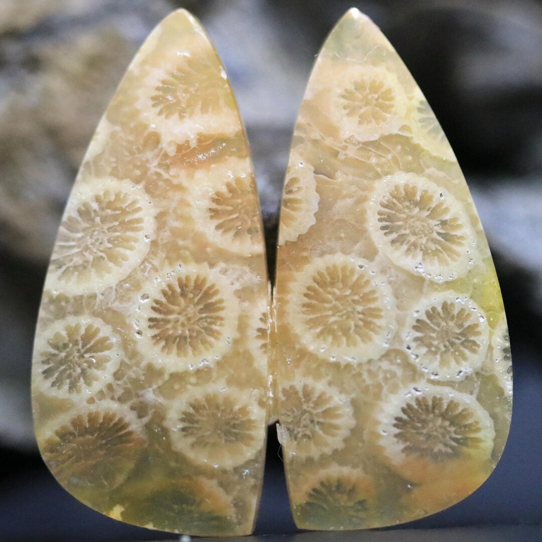 Polished 26mm Fossil Coral Agate - Floral Patterns - Etsy