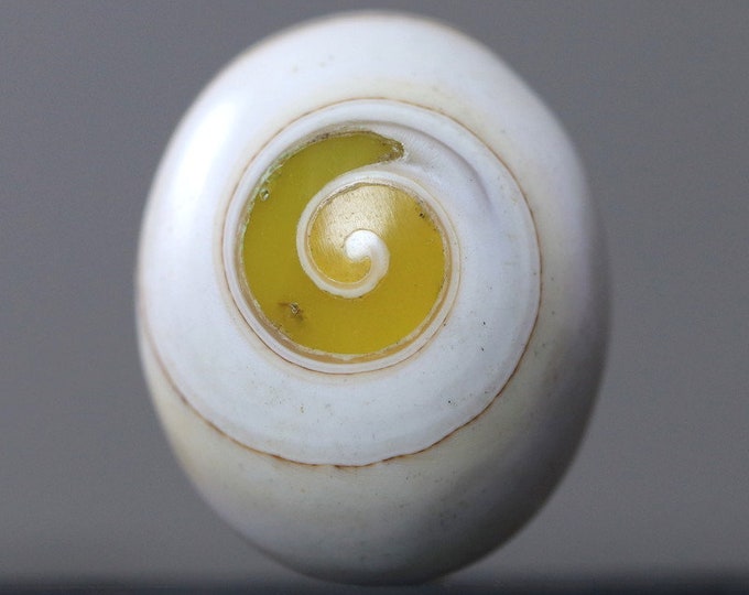 Shiva Shell From Thailand Pacific Cats Eye All Natural Organic Loose ...