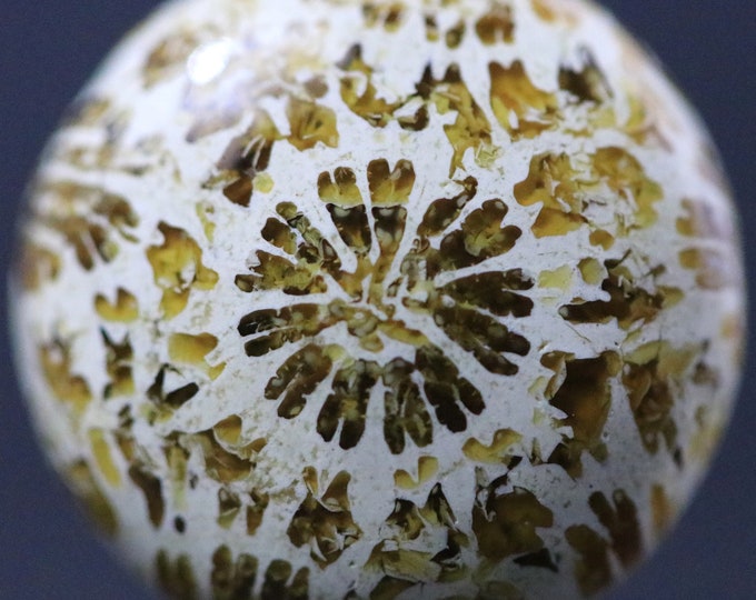 Honey Comb Fossil Coral Single Floral Eye Semiprecious Natural ...