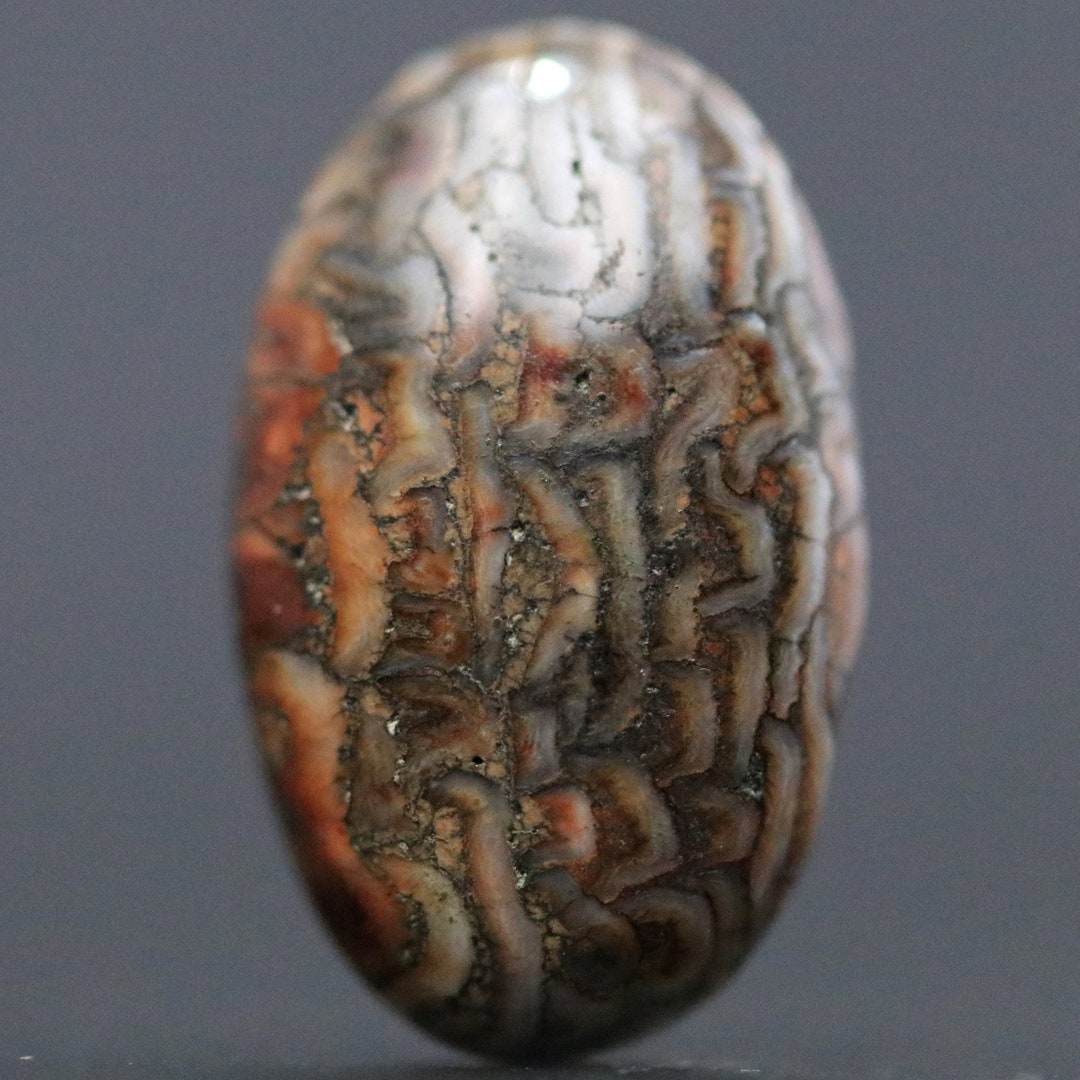 Snakeskin Agate Wrasse Fossil Oval Gemstone Mouth Plate - Etsy