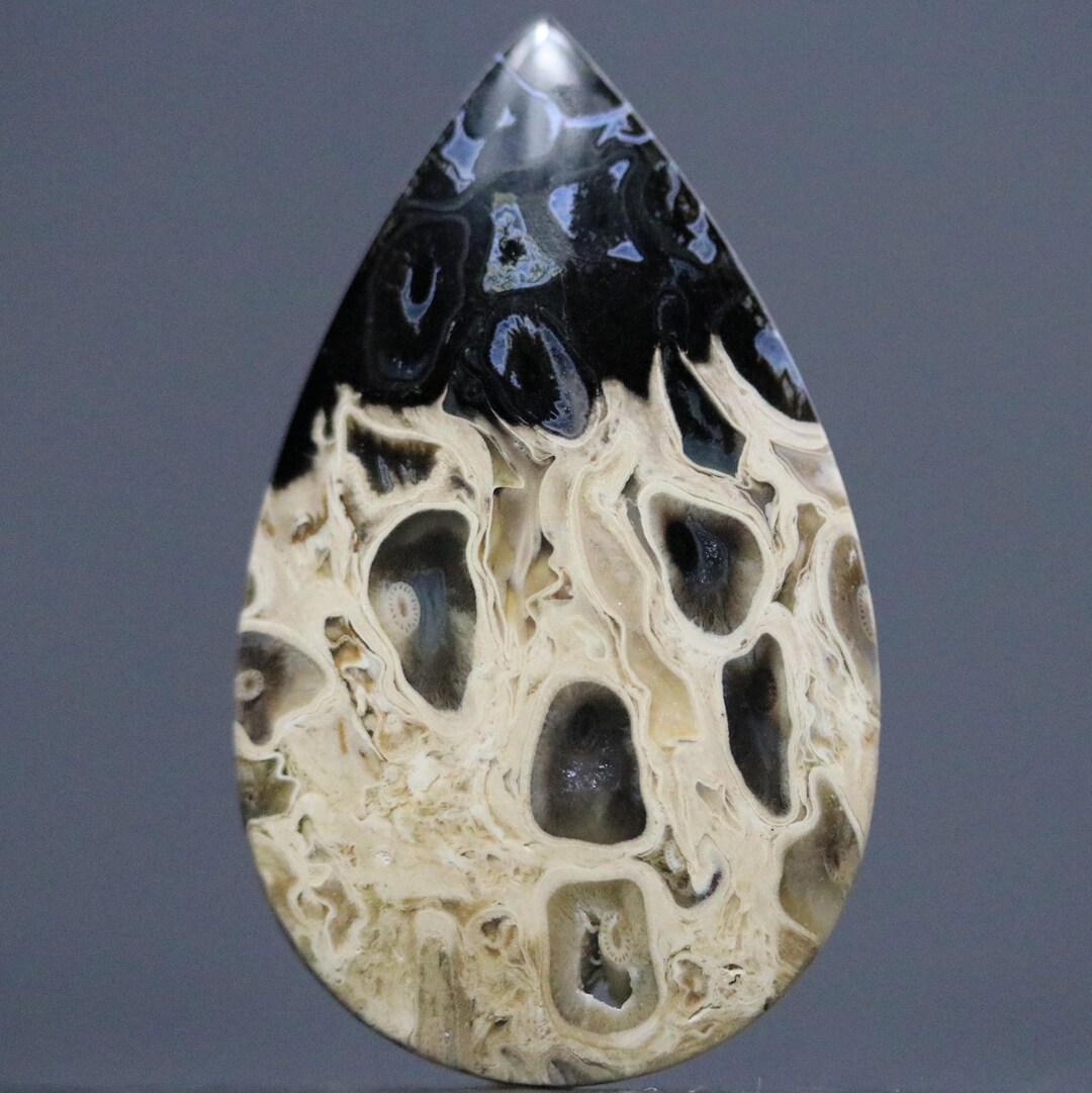 Fossilized Palm Root Gemstone High Polished Amazing Patterns Fossil ...