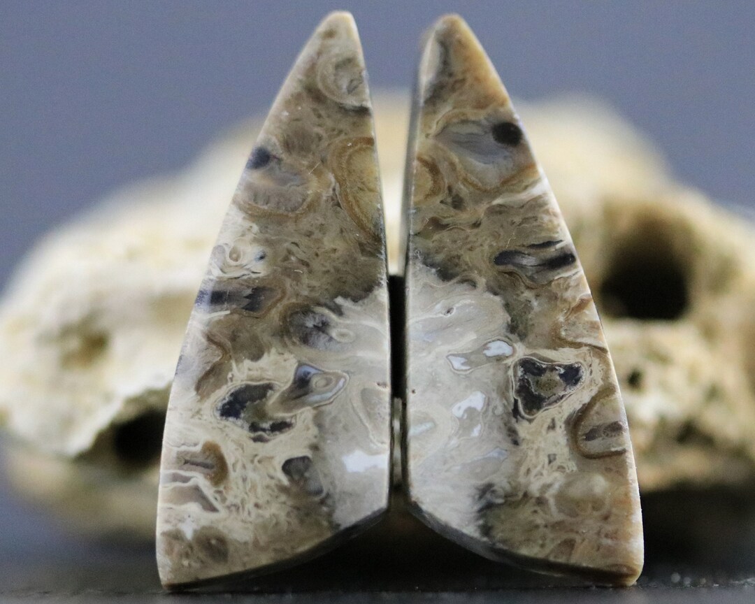 Palm Tree Root Fossil Bird's Eye Agate Cabochons Pair - Etsy