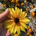 Black Eyed Susan Yellow Hair Flower Hair Clip Rudbeckia - Etsy