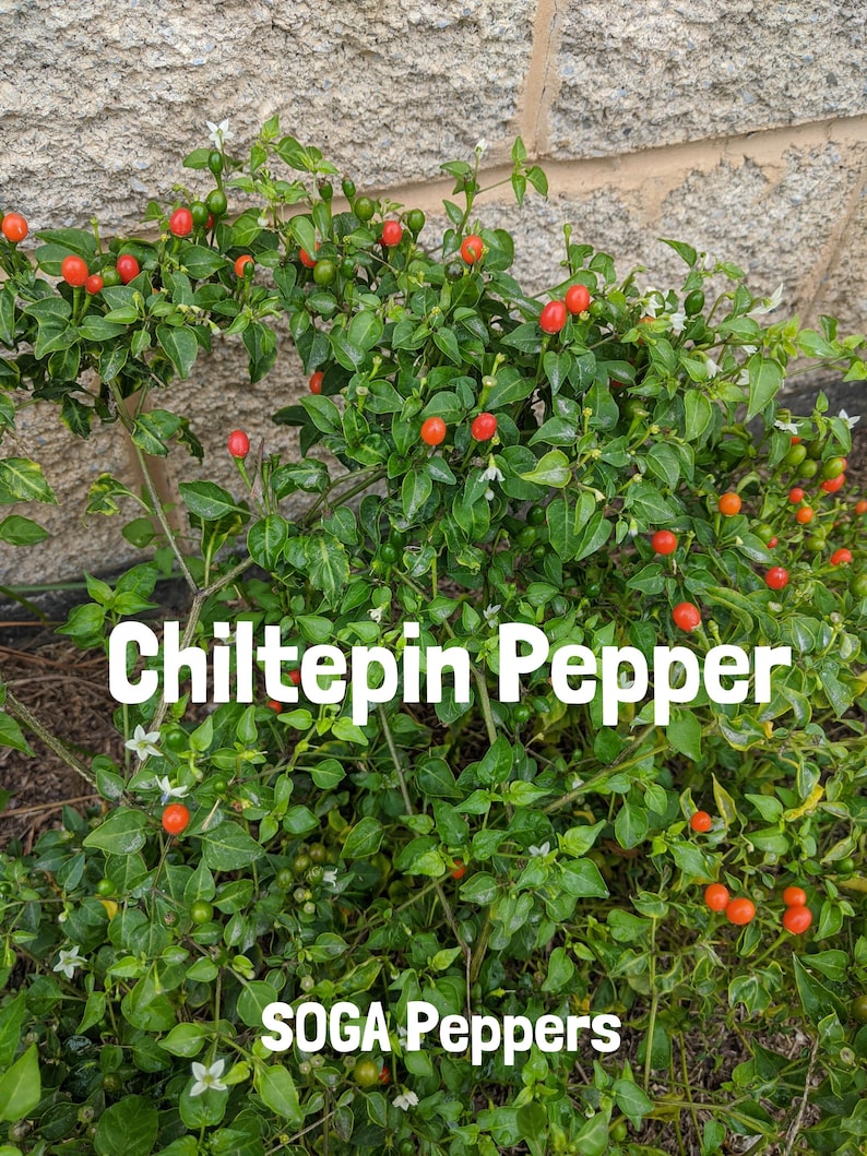 Chiltepin Pepper Plants (3 Pack), Texas Native Tepin Chili Seedlings ...