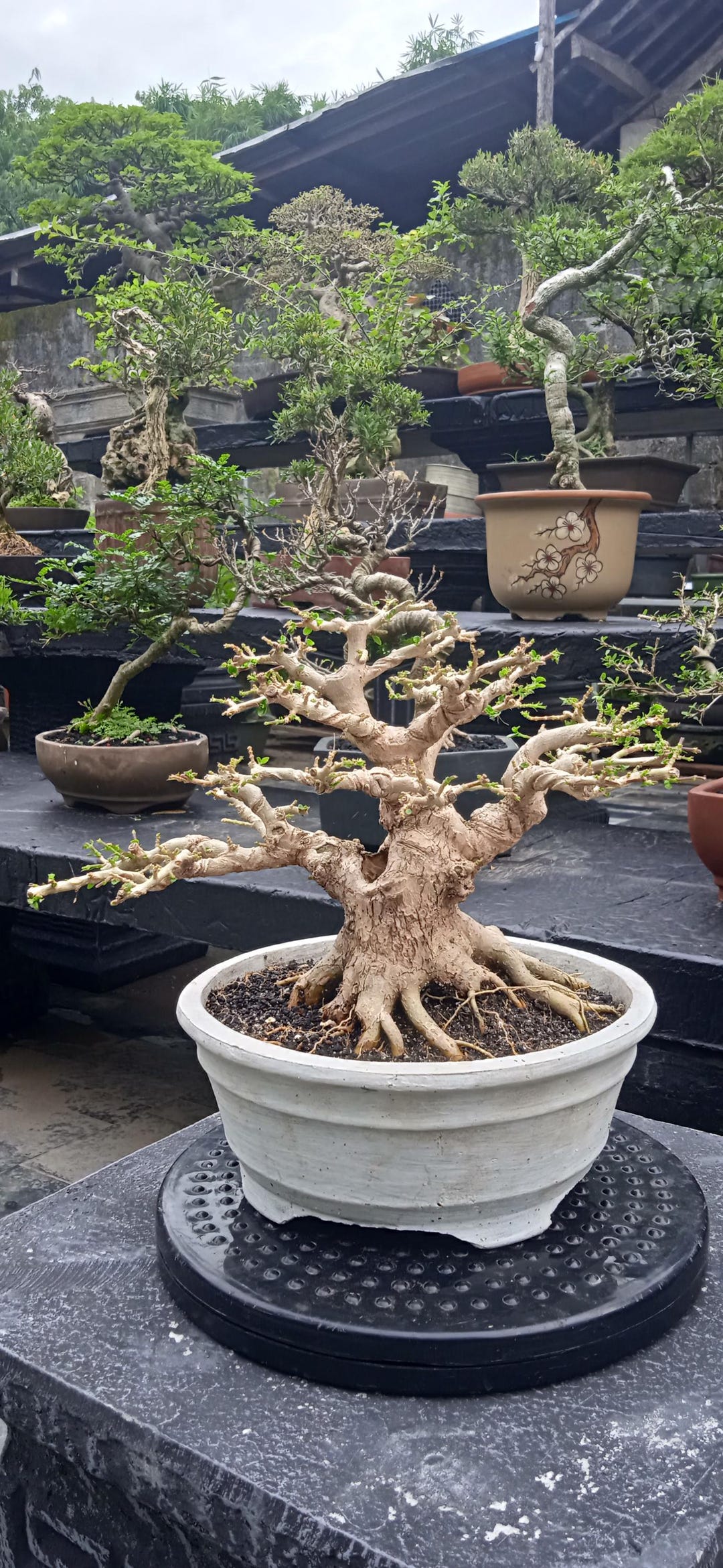 Premna Microphylla Bonsai Tree Small Size Real Picture - Etsy