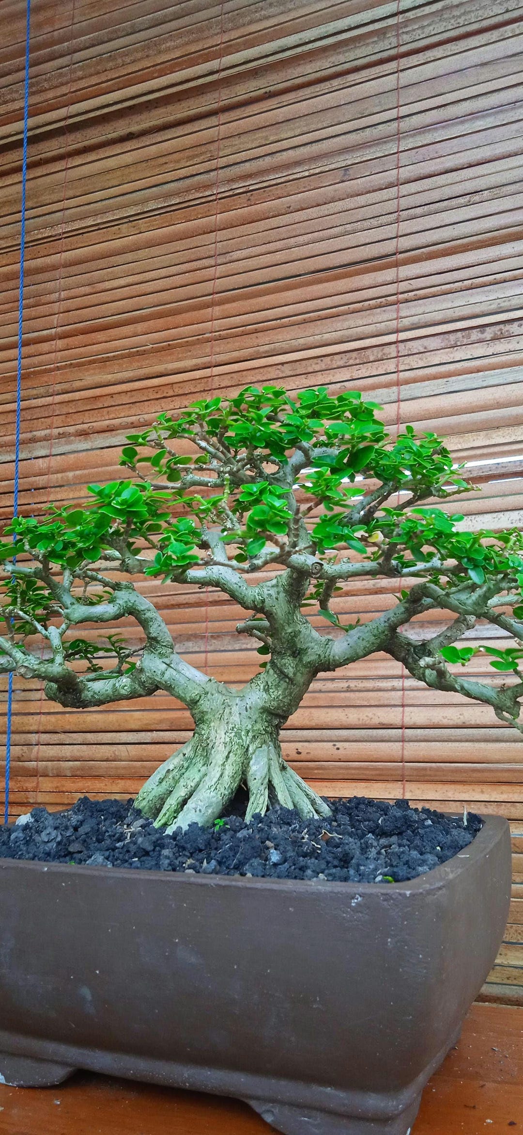 Premna Microphylla Bonsai Tree Small Size Real Picture - Etsy