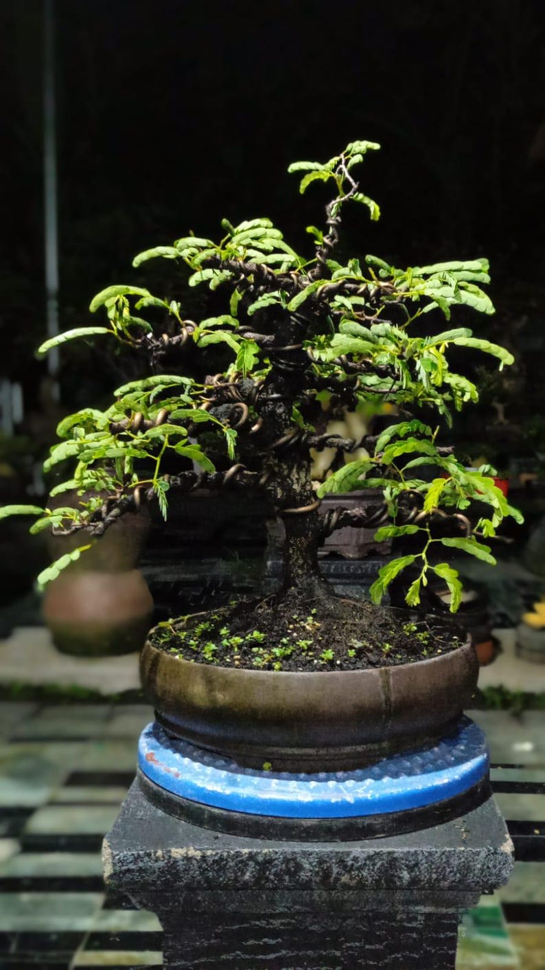 Tamarindus Indica Bonsai Tree/real Picture - Etsy